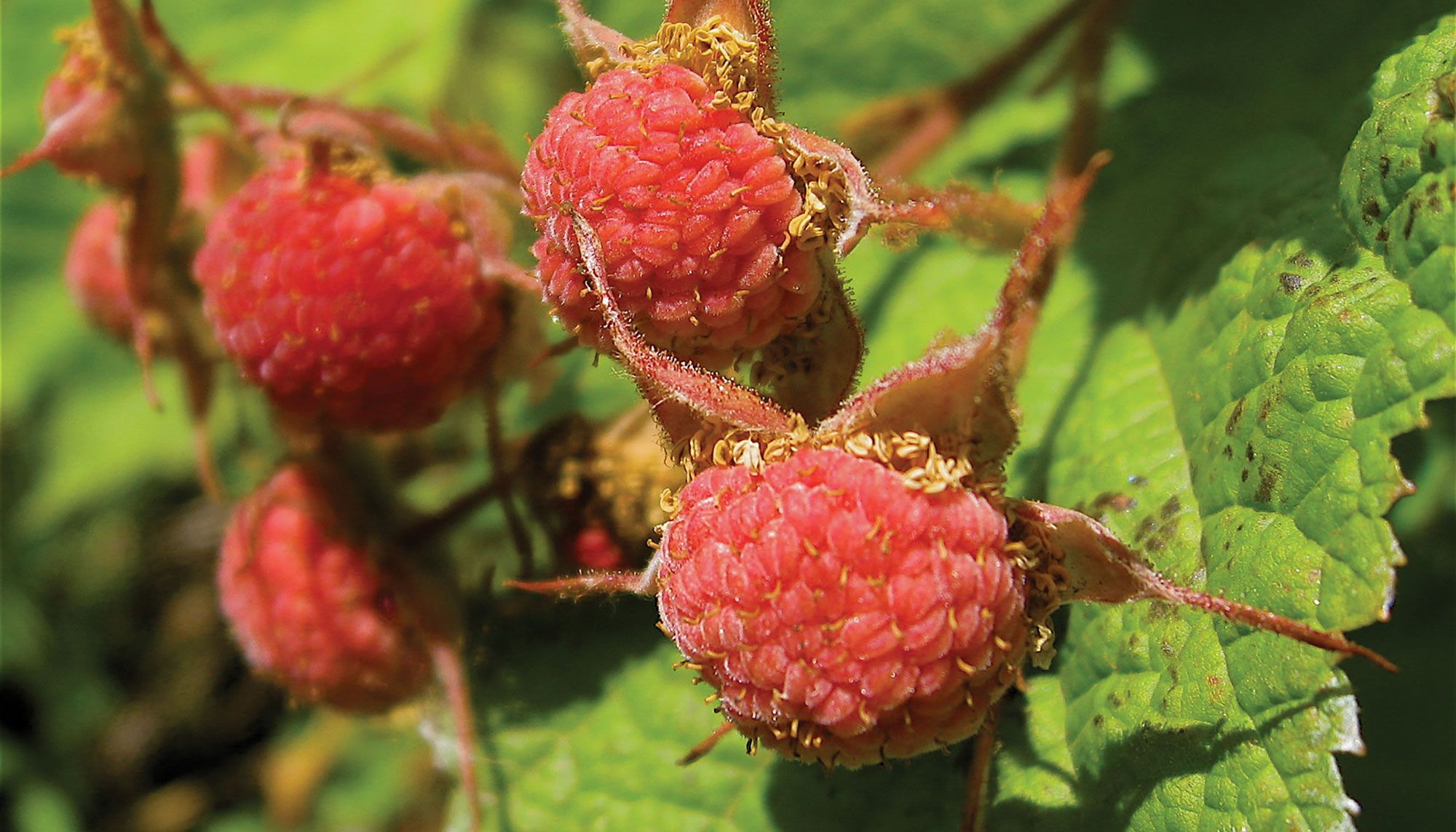 How to Go Foraging for Thimbleberries - Seattle magazine