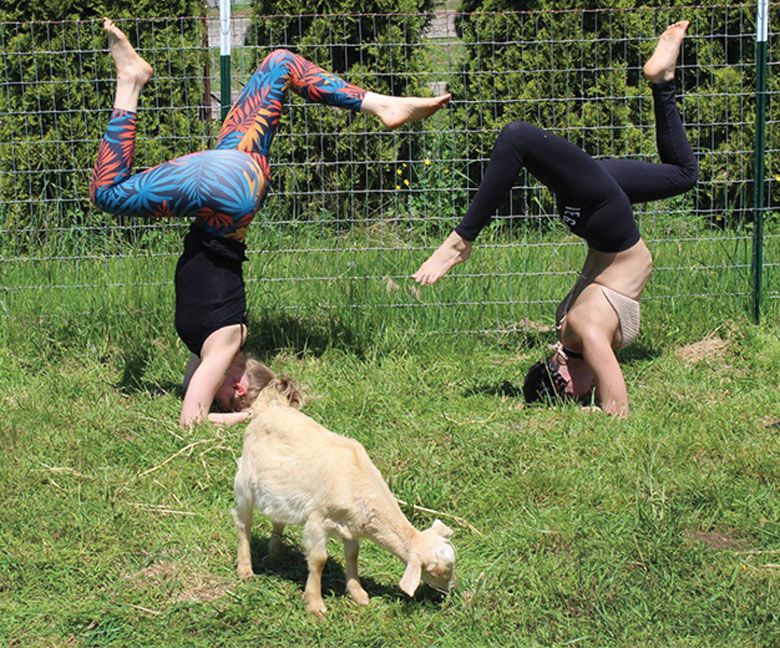 Goat Yoga is the Weirdest Fitness Trend Sweeping Washington - Seattle ...