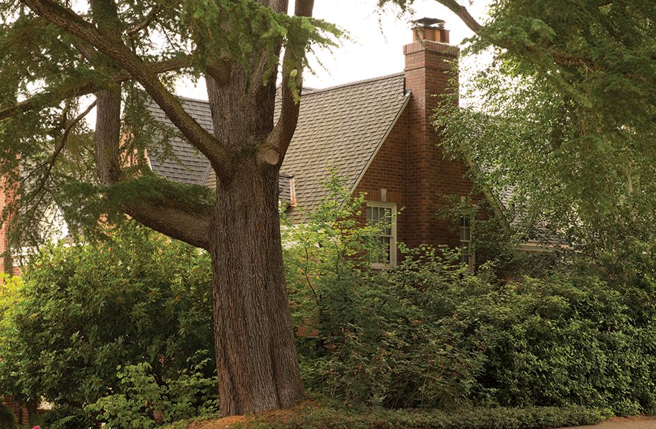 The Last 6,000 Project Maps Seattle's "Exceptional" Trees - Seattle ...