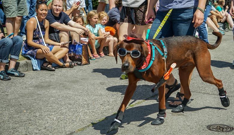 Four Reasons to Bring Your Dog to the Fremont Fair - Seattle magazine